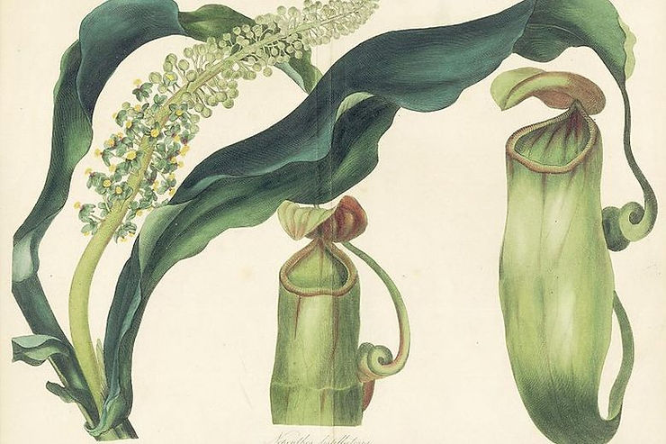 The Inspiration Behind Man-Eating Plants - Letterly Journal