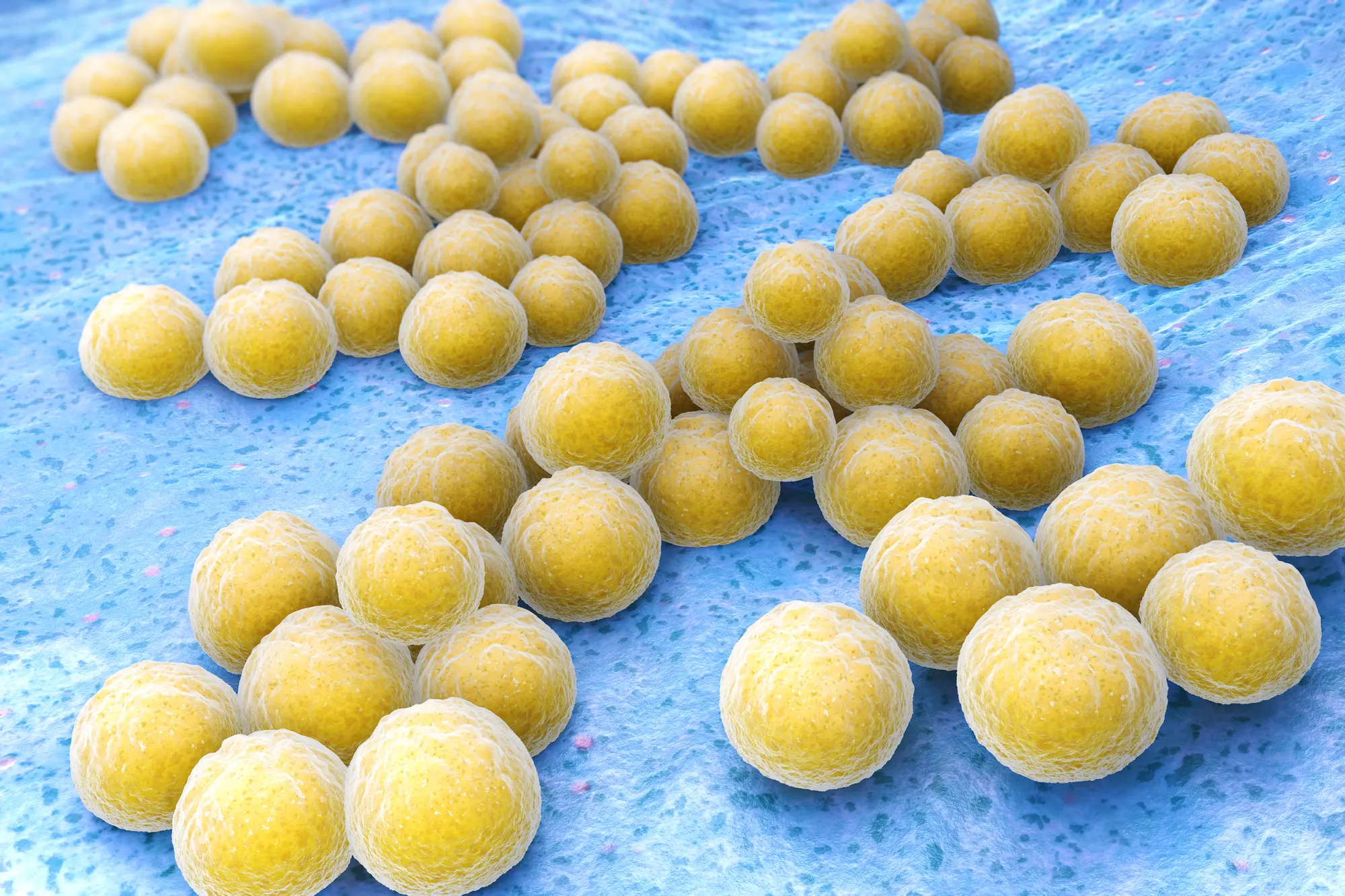 How Golden Staph Becomes Deadly - Letterly Journal