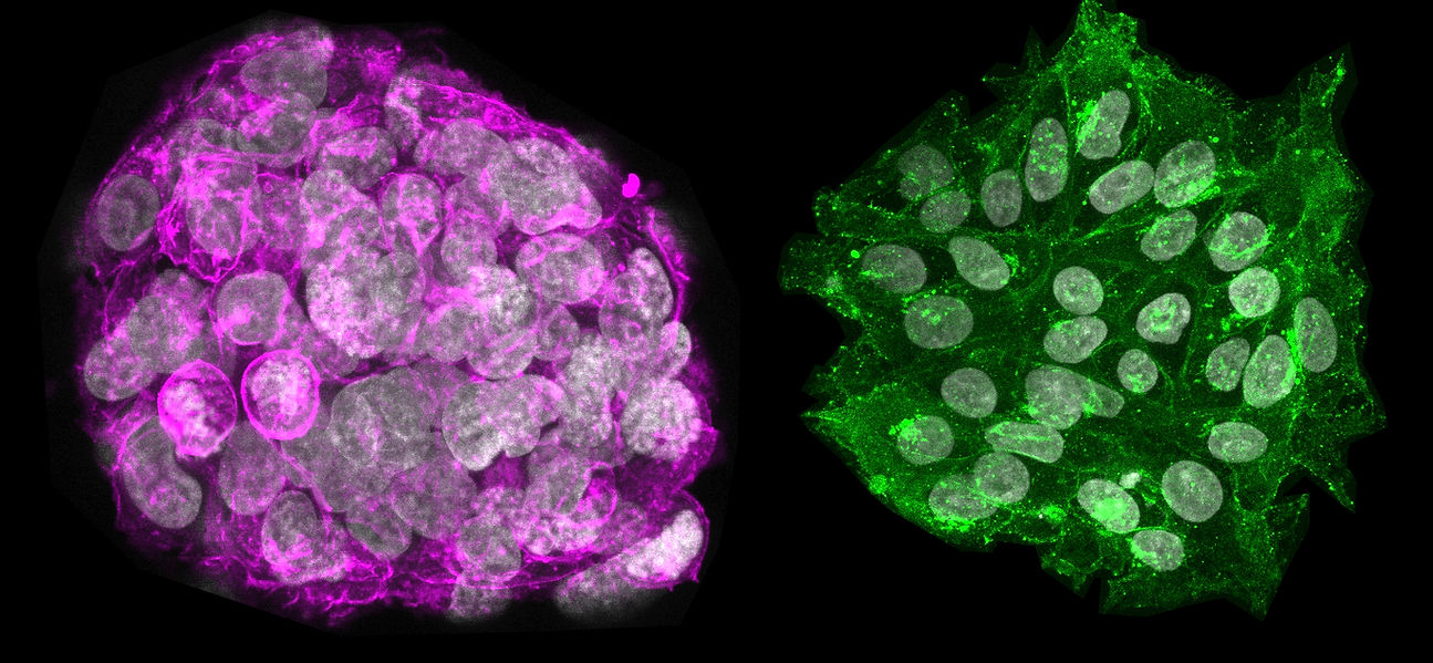 Scientists Introduce Lab Models of Human Embryos - Letterly Journal