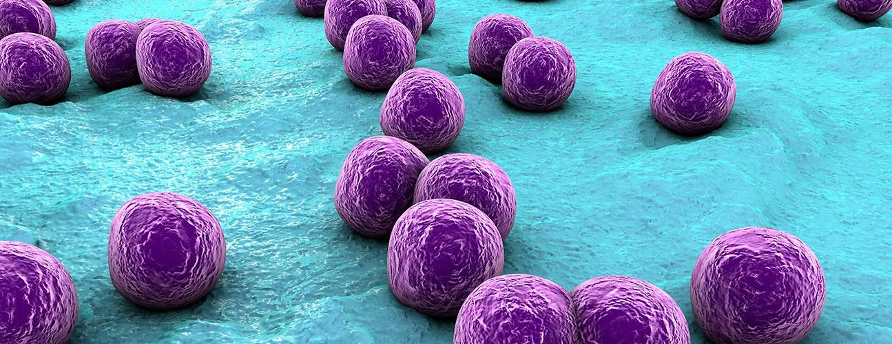 Scientists Reveal how golden staph turns deadly - Letterly Journal