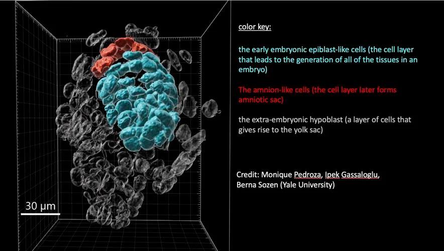 Scientists Create Embryo Models - Letterly Journal