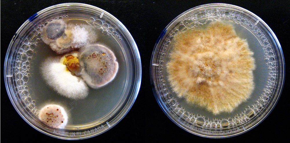 Scientists Discover that Fungi Can Help the World - Letterly Journal