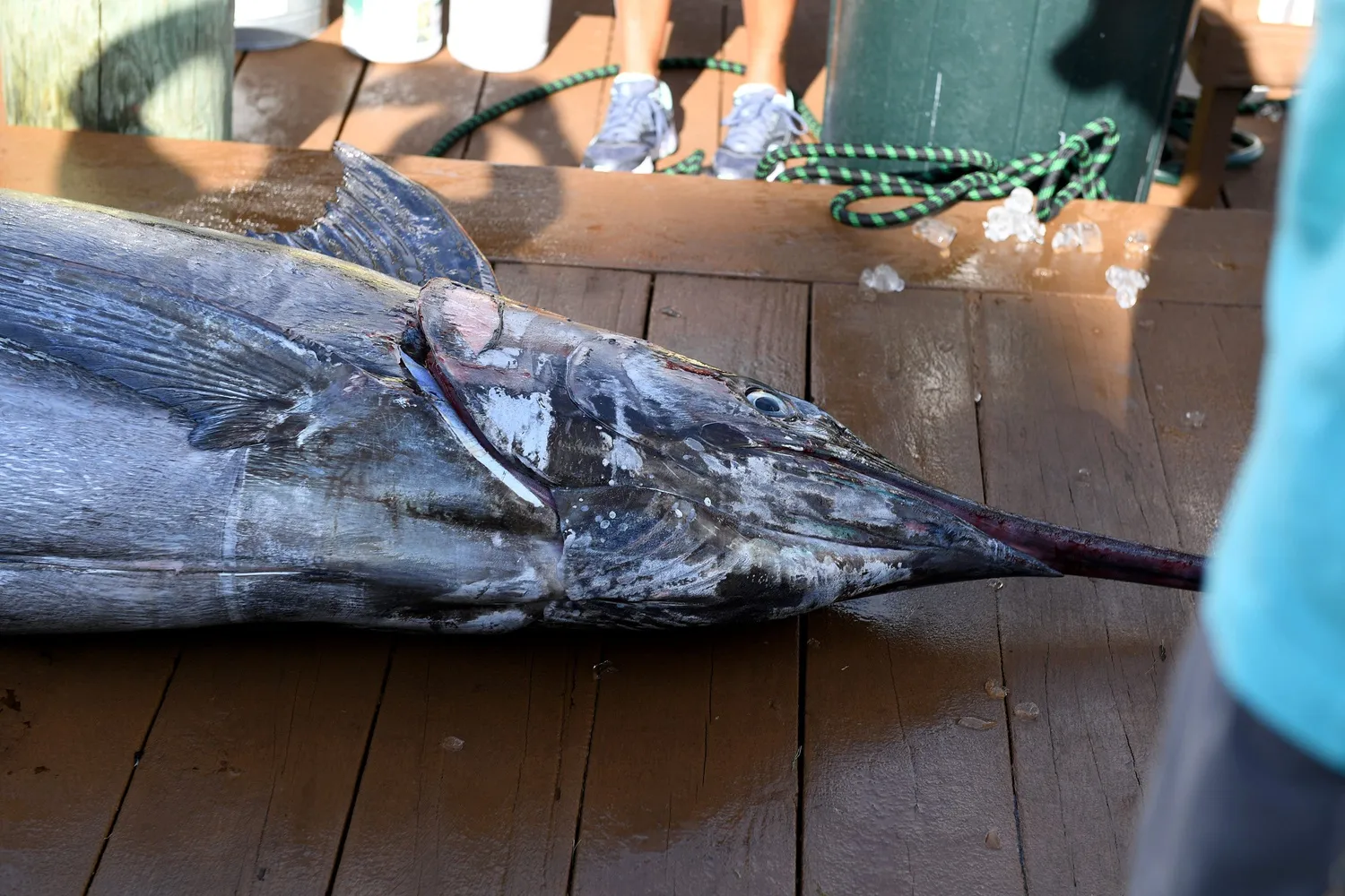 A Big Blue Marlin Got Disqualified - Letterly Journal