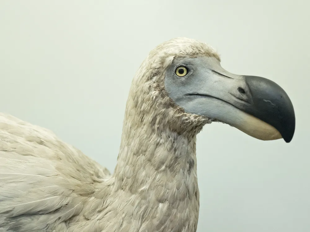 Colossal Biosciences Wants to Bring Back the Dodo Bird and Other ...