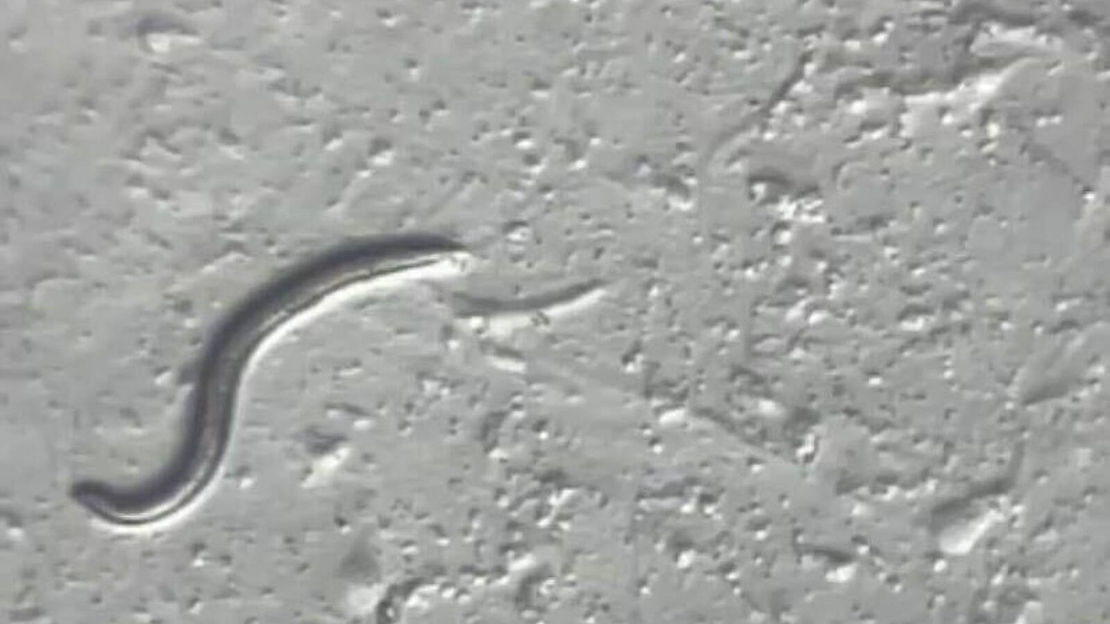 Worms Revived After 46,000 Years Frozen in Siberian Permafrost ...