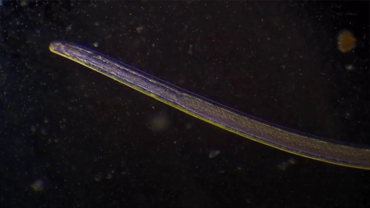 Worms Revived After 46,000 Years Frozen in Siberian Permafrost ...