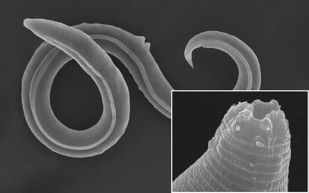 Worms Revived After 46,000 Years in Siberian Permafrost - Letterly Journal