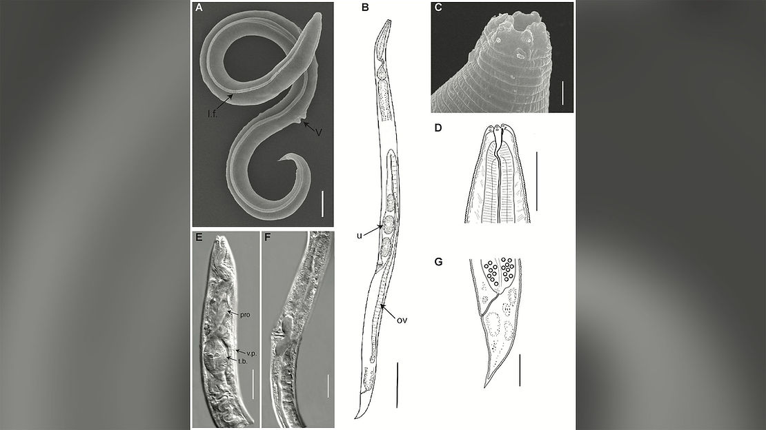 Ancient 46,000 Year Old Worm Revives After Thawing - Letterly Journal