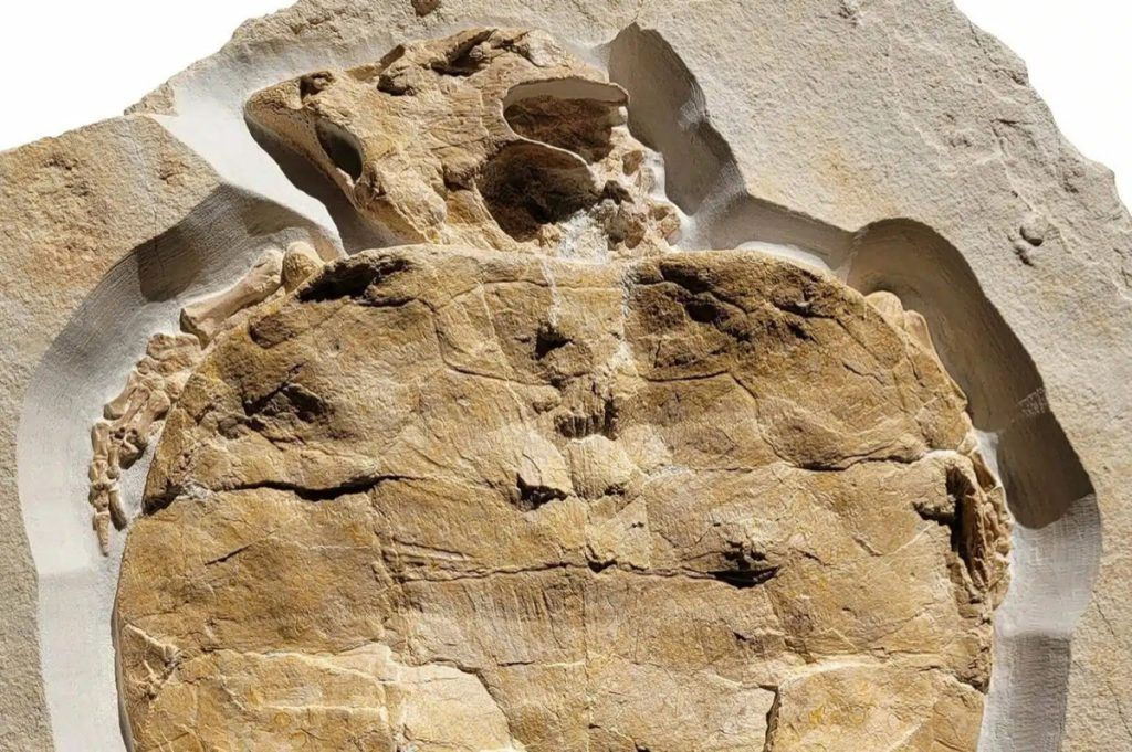 150 Million-Year-Old Turtle Fossil Found in Bavarian Limestone ...