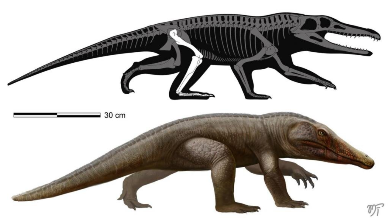 The Discovery Of A New Species of Reptiles That Lived With The ...