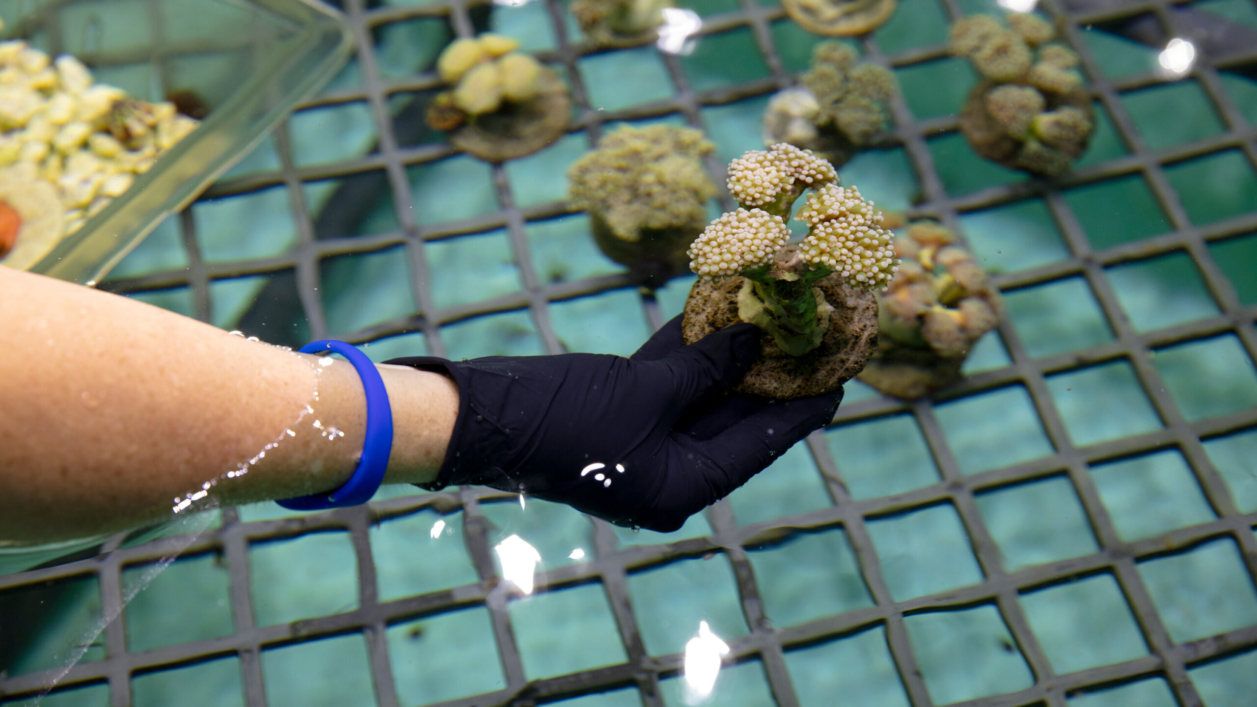 The Problem of Coral Smuggling - Letterly Journal
