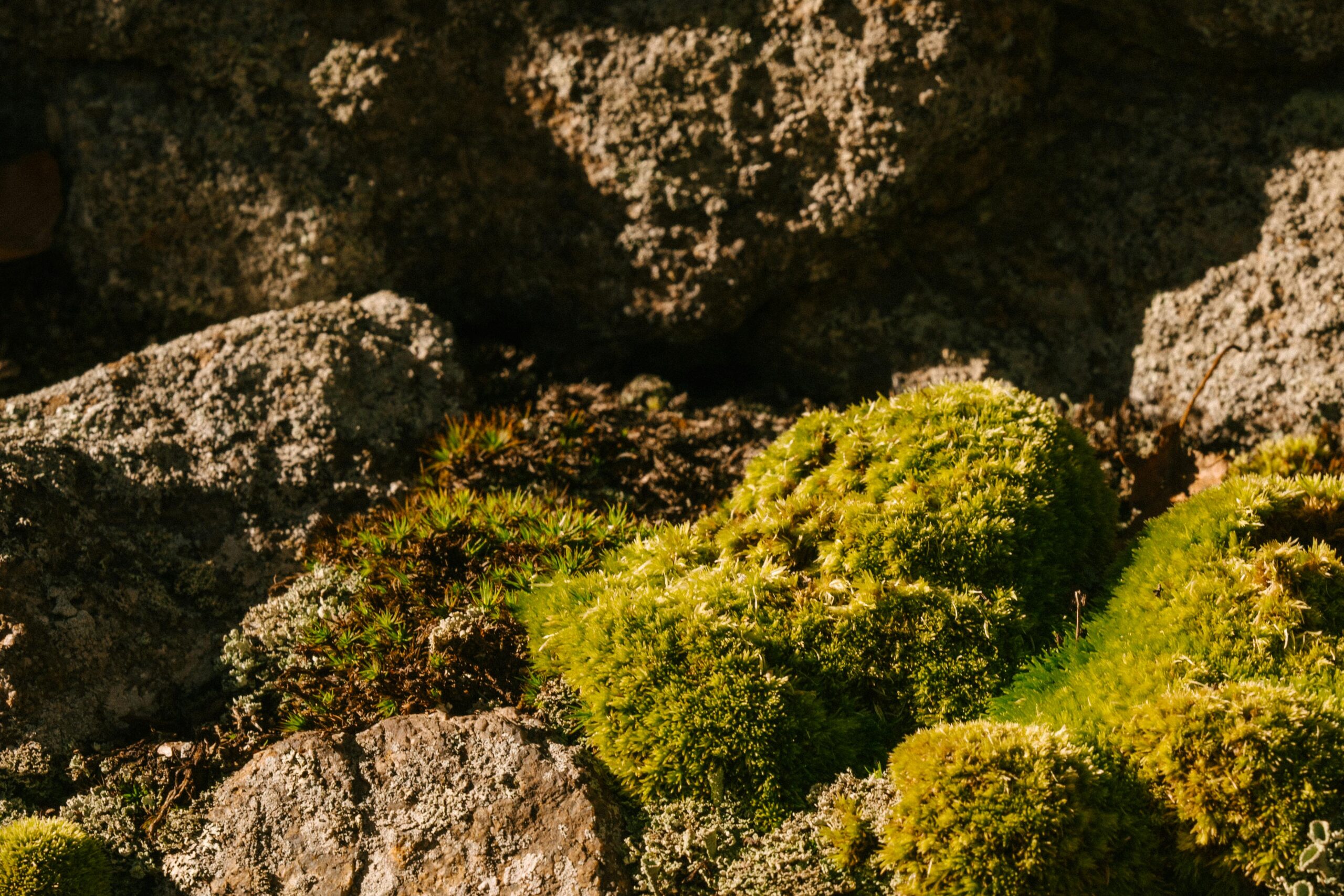 Moss Can Grow on Mars - Letterly Journal