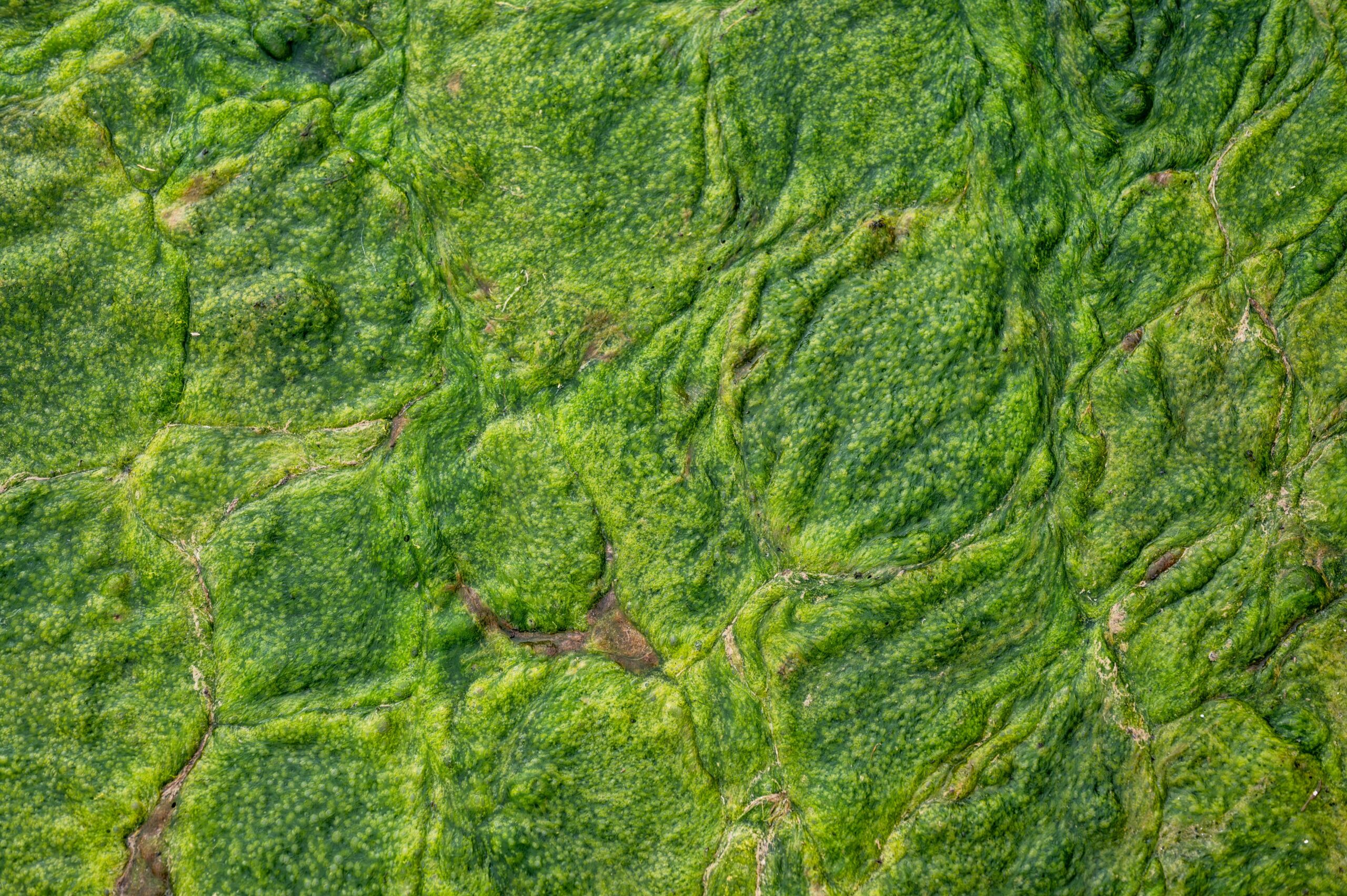 Scientists Find a Type of Moss That Can Grow on Mars - Letterly Journal