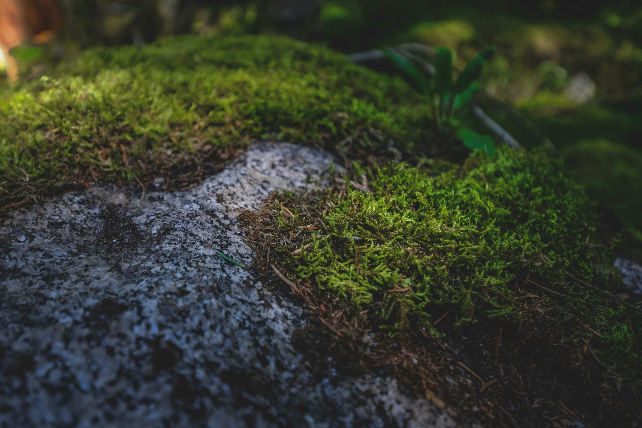 A Type of Moss Can Grow on Mars - Letterly Journal