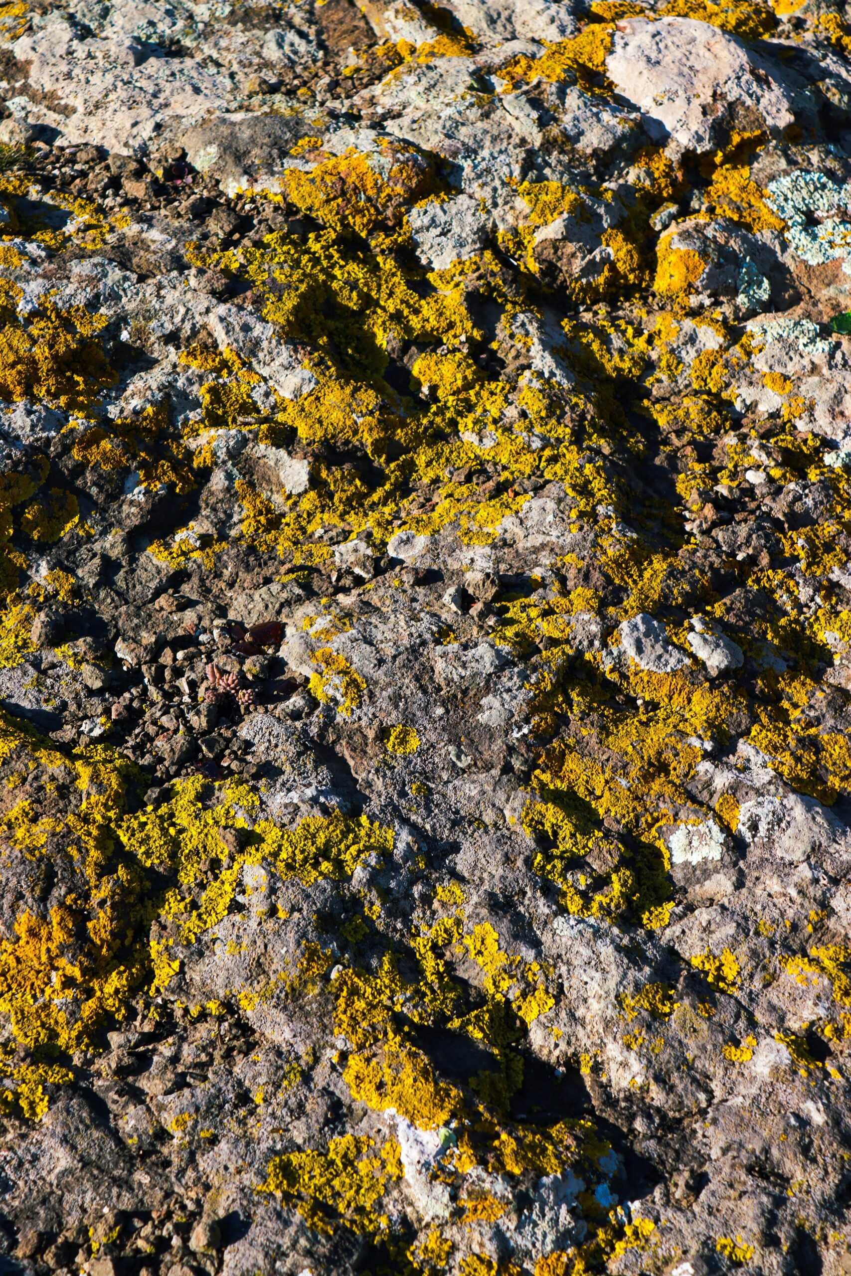 Scientists Discover a Type of Moss That Can Grow on Mars - Letterly Journal