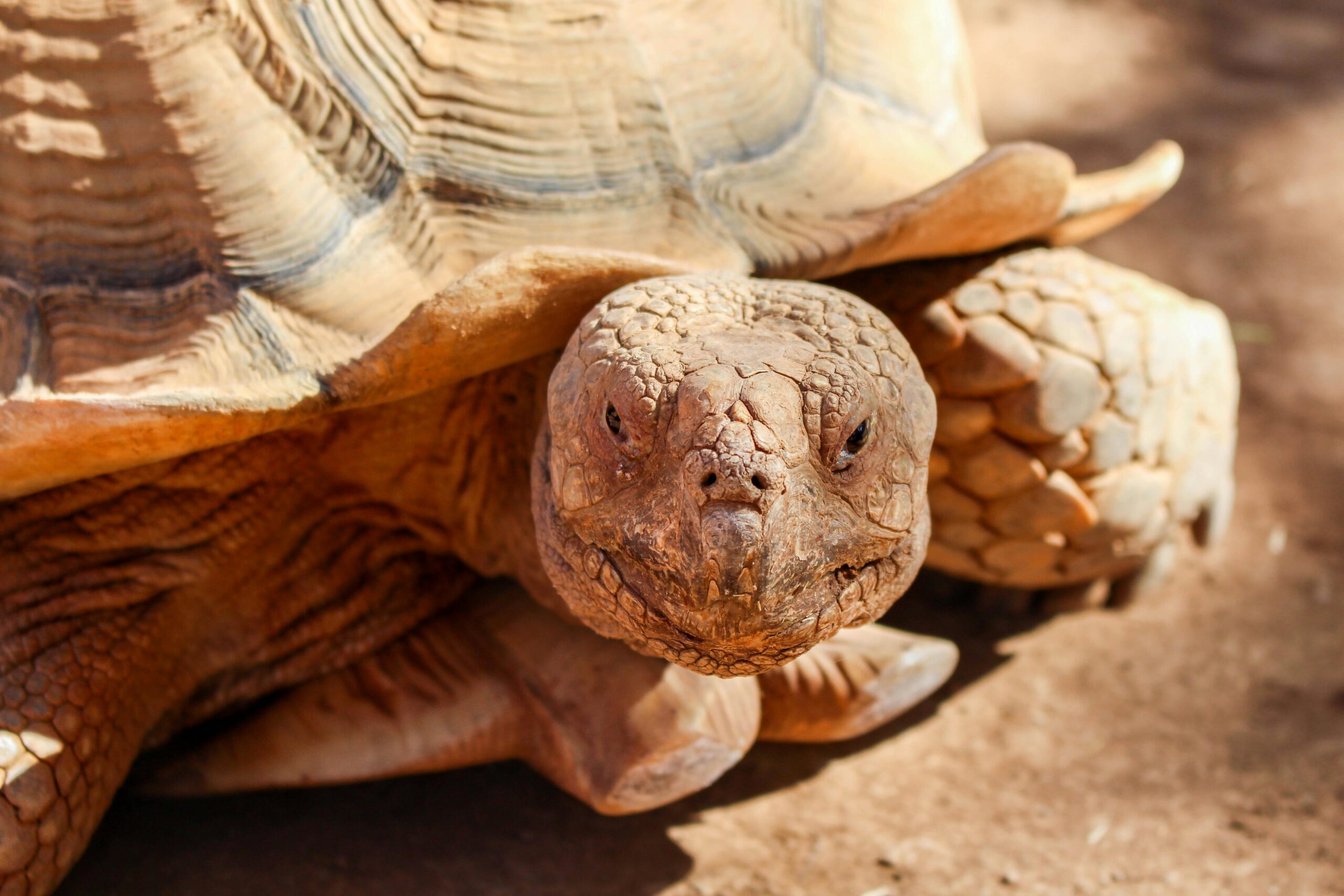 Runaway Tortoise Rescued After Being Spotted on Train Tracks - Letterly ...