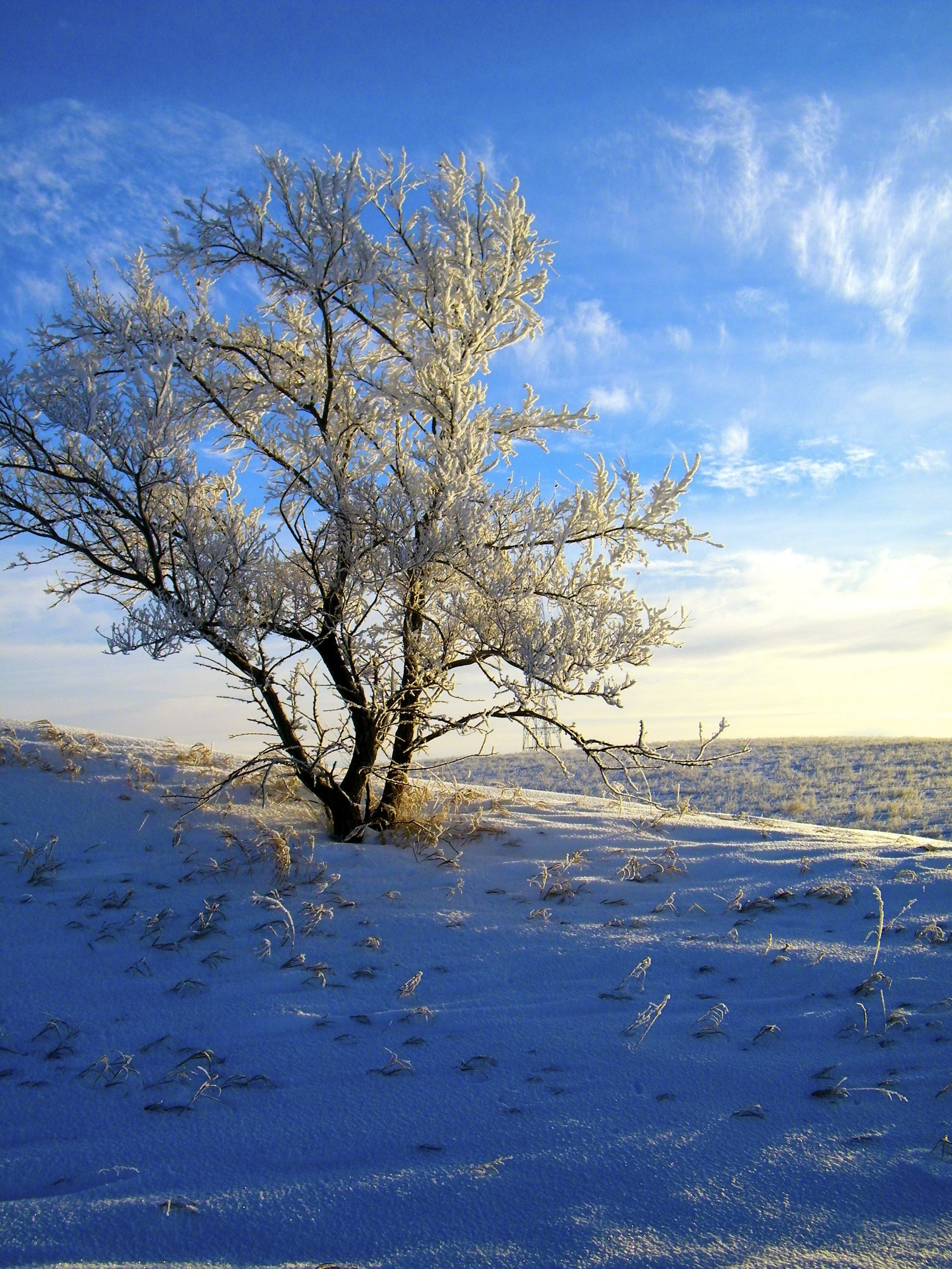 The Giver - Letterly Journal