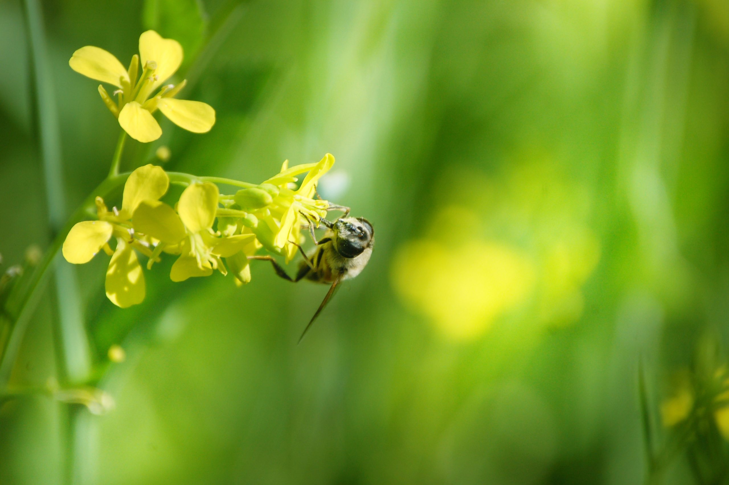 The Bee - Letterly Journal