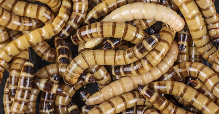 Scientists Discover “Superworm” that can Consume Styrofoam - Letterly ...