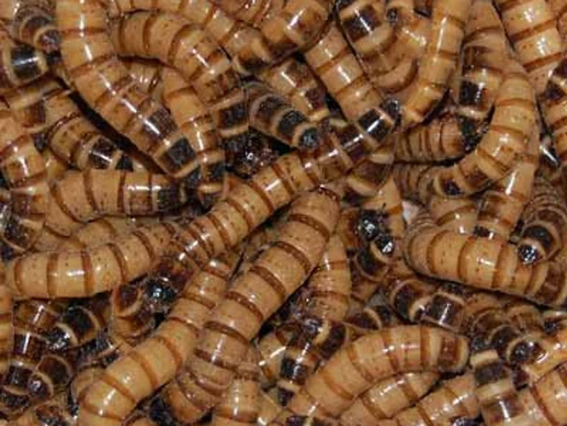 NEW SUPERWORM COULD BE A FIX TO THE PLASTIC CRISIS - Letterly Journal