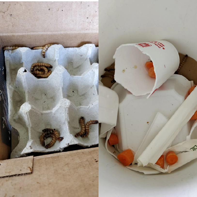 This Styrofoam-Eating ‘Superworm’ Could Help Solve the Garbage Crisis ...