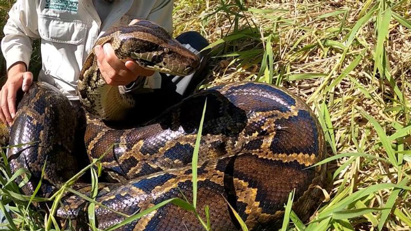 Female Burmese Python Captured In Florida Breaks Record Of 185-Pounds ...