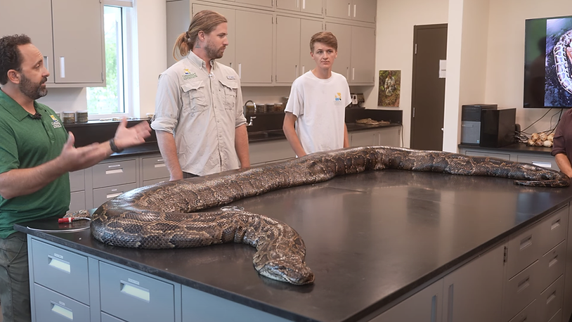 215 Pound Python Captured in Florida - Letterly Journal