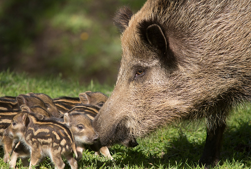 Wild Boars to be Killed in Rome - Letterly Journal