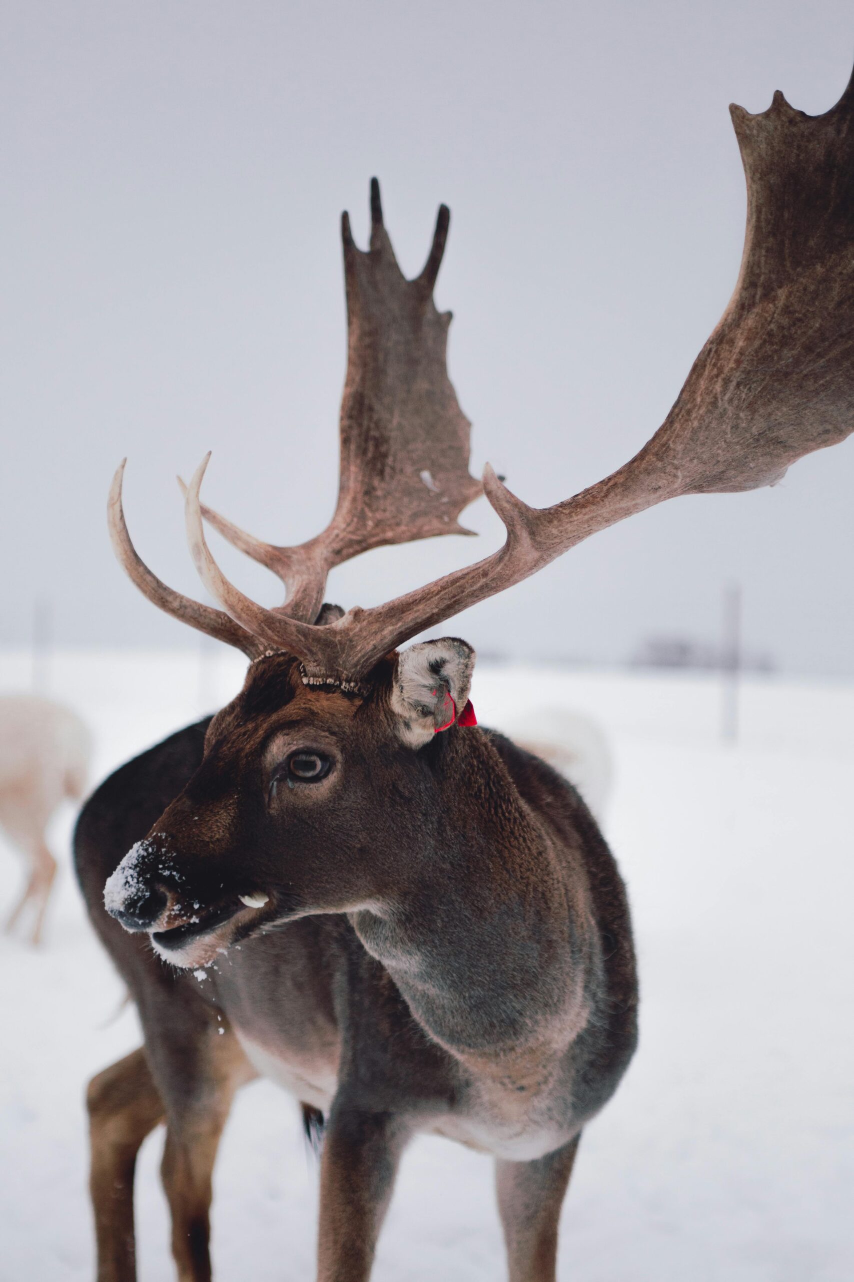 History of Holiday Smash Hit “Rudolph and the Red-Nosed Reindeer ...