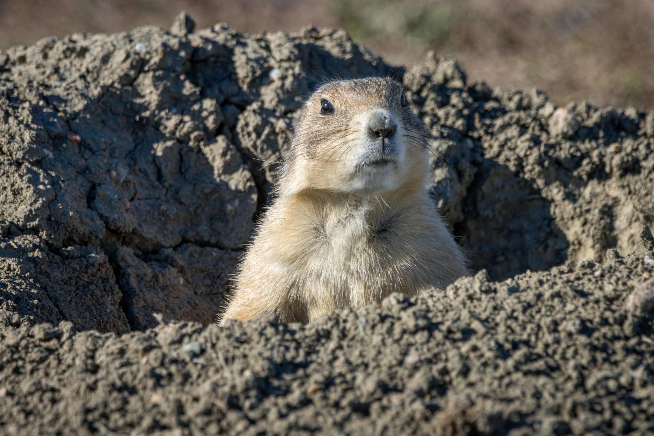 Gophers heal devastated Mt Helen’s landscape in one day - Letterly Journal