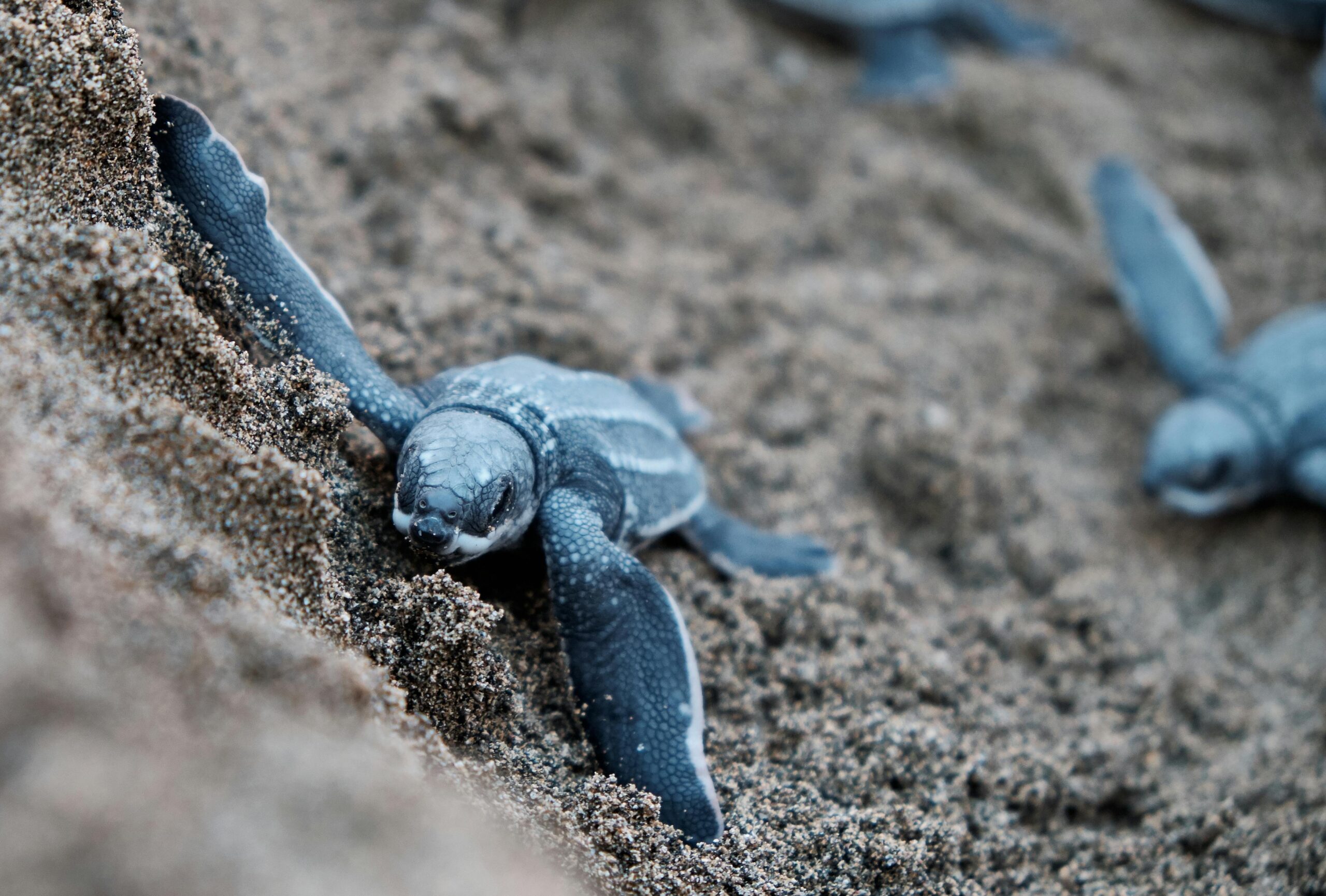 "Forever Chemicals” are Slowly Killing Freshwater Turtles - Letterly ...