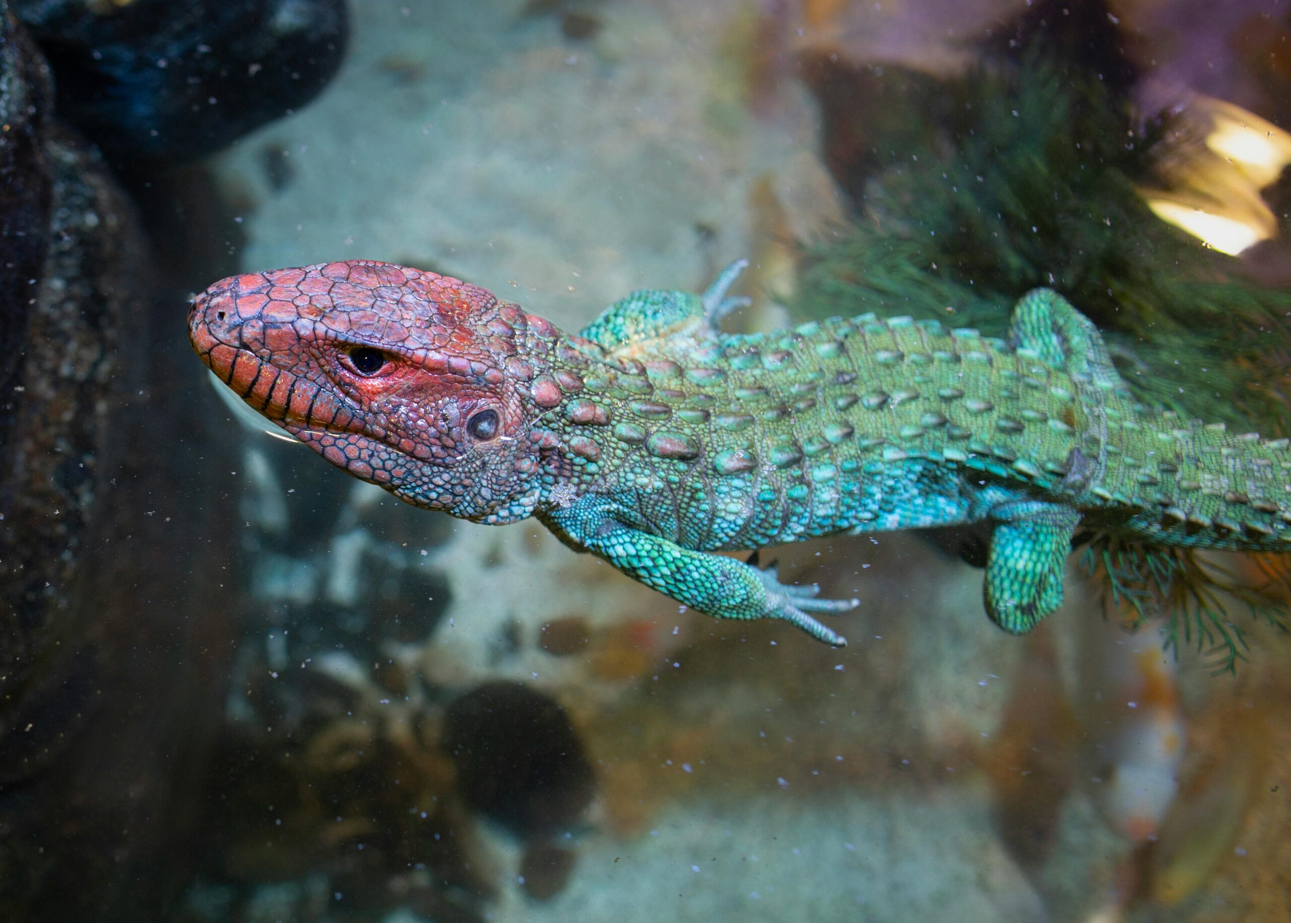 Scuba Diving Lizards Use Bubbles to Hide Underwater - Letterly Journal