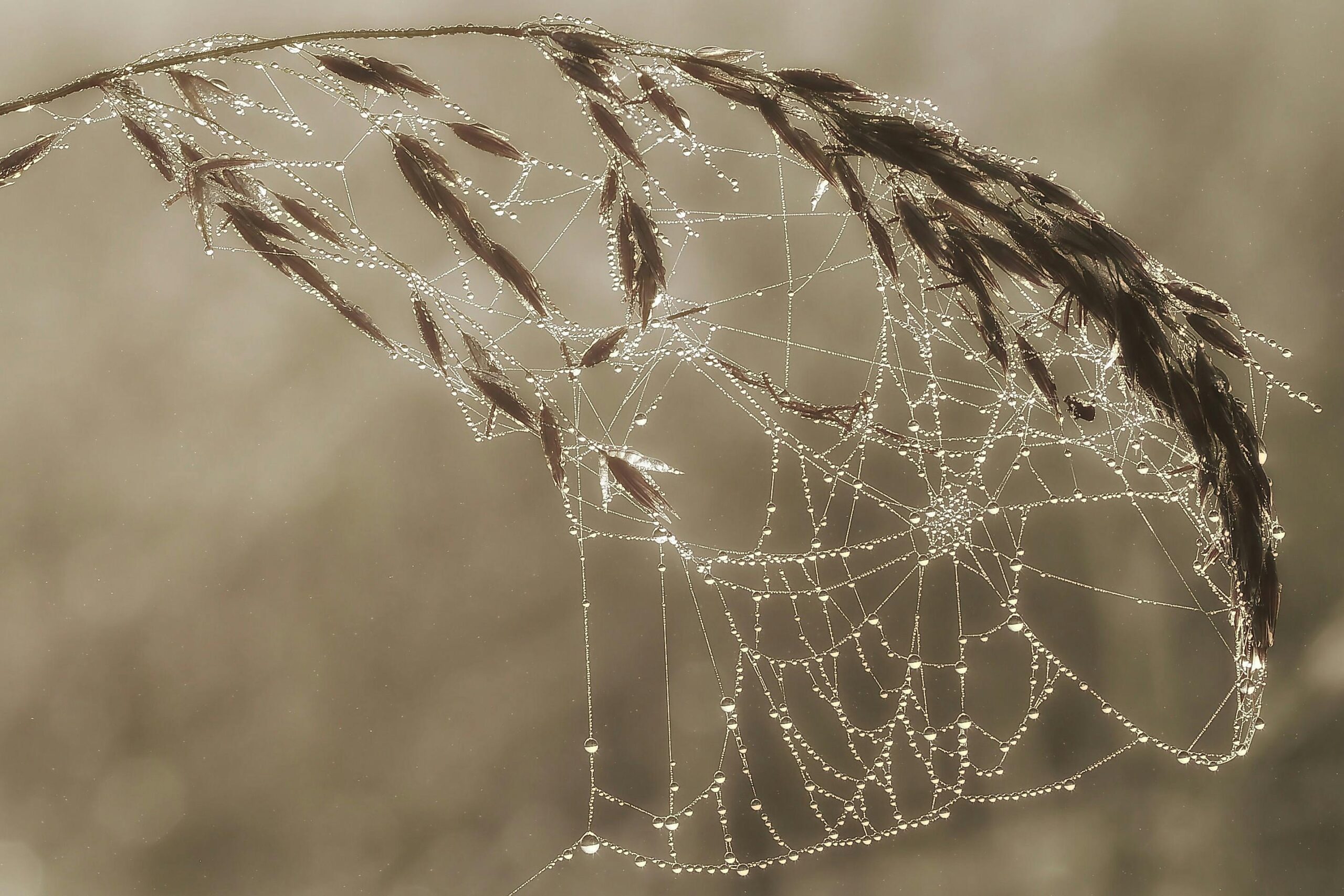 Scientists Make a Spider-Man Inspired Silk and Web Shooter - Letterly ...