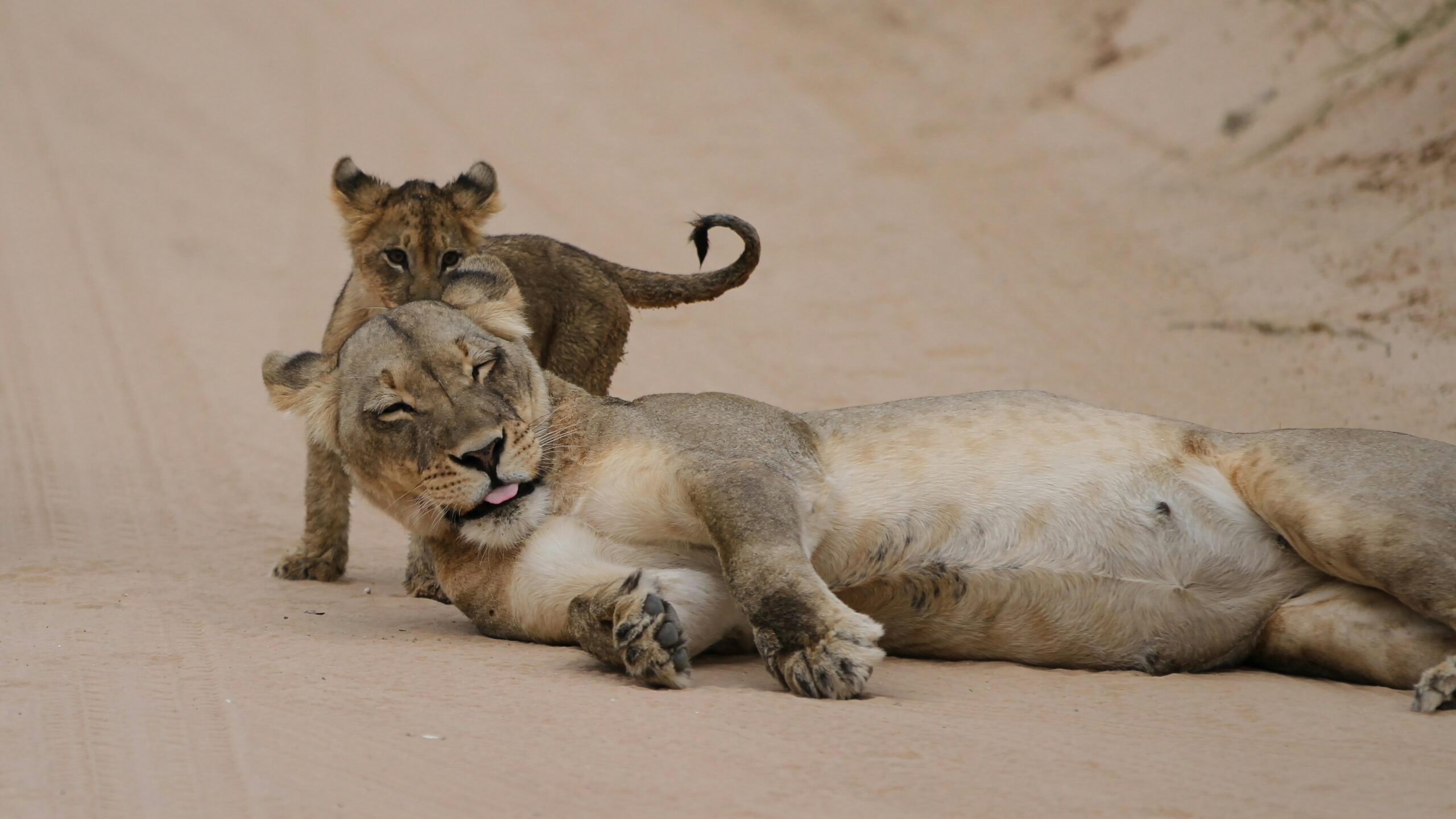 Animal Adaptations - Letterly Journal