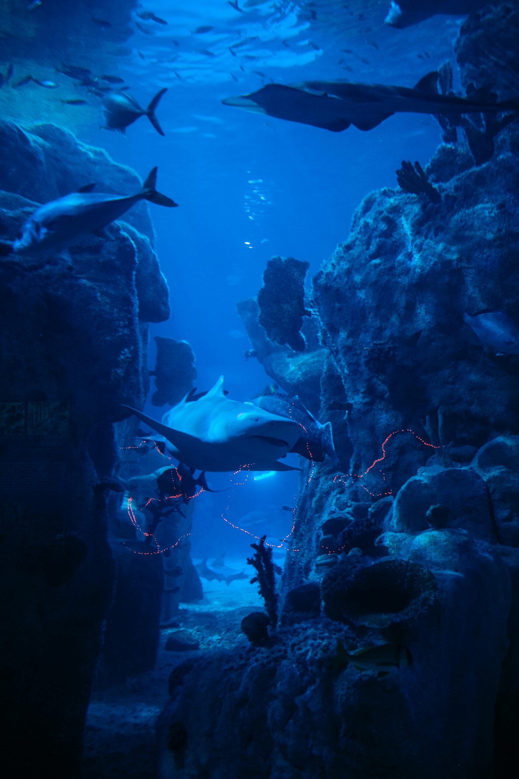 Scientists discover Color-changing sharks - Letterly Journal
