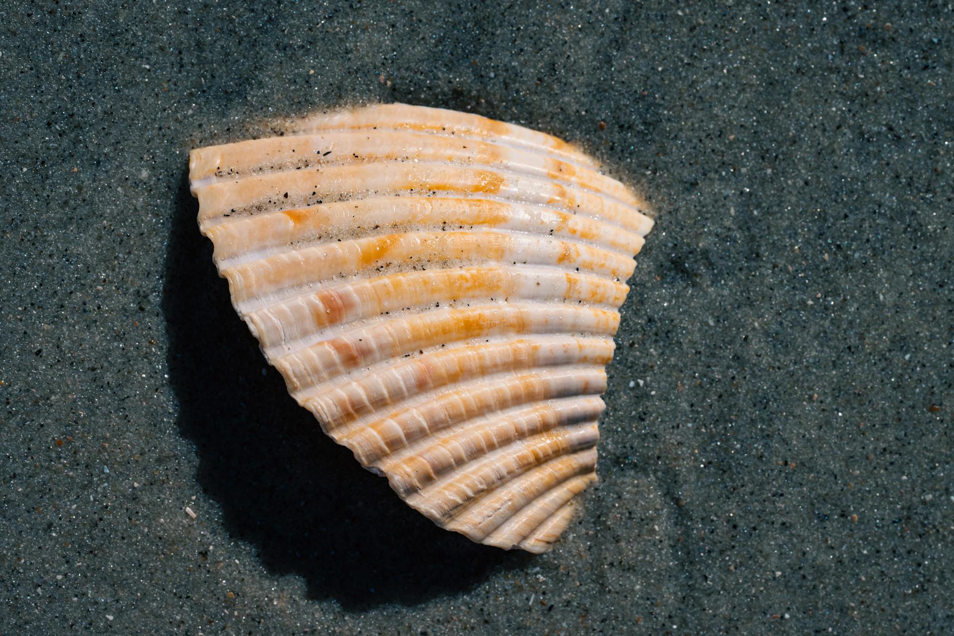 The Girl Who Grew Up in a Seashell - Letterly Journal