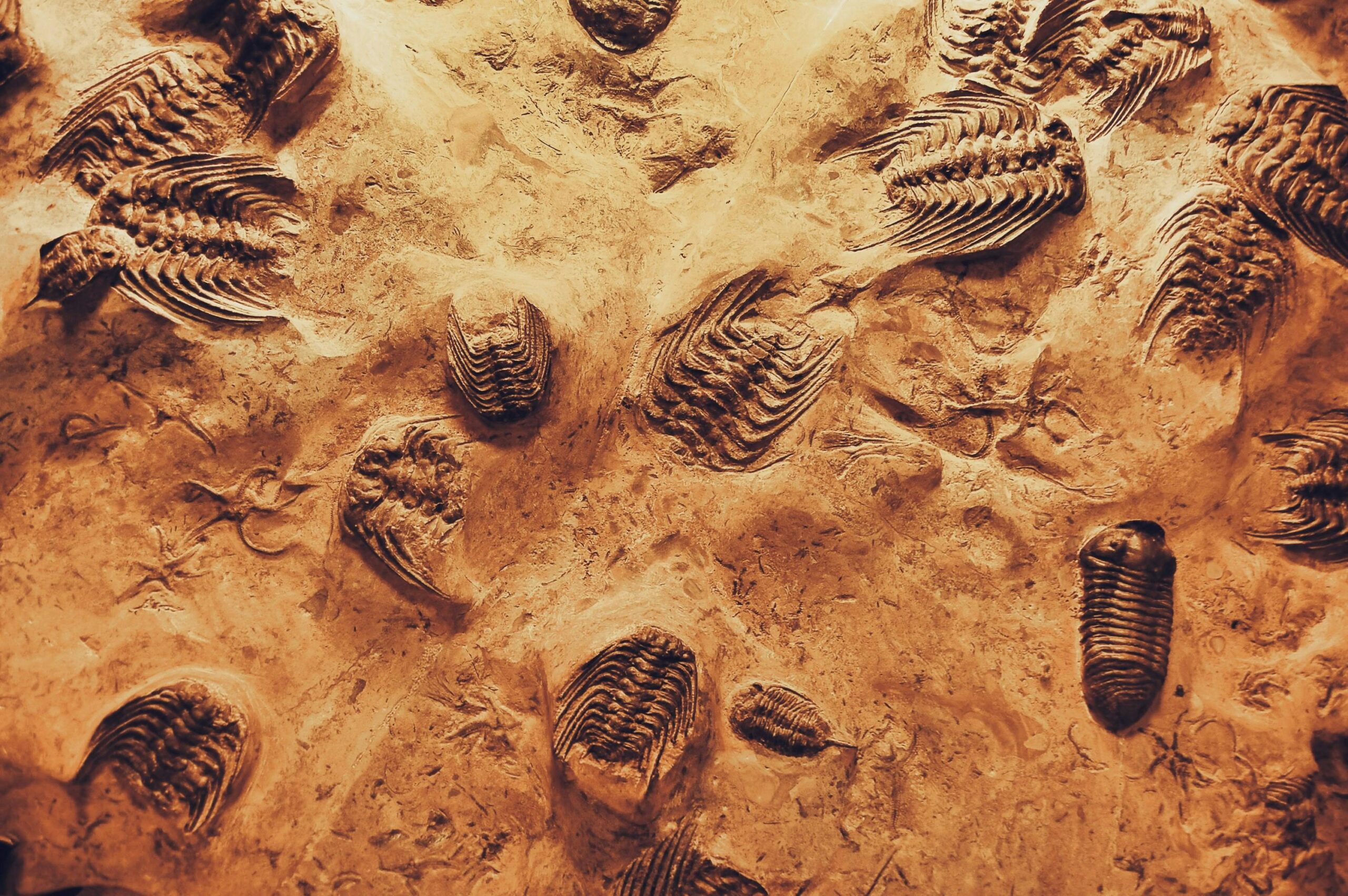 Dinosaur Fossil Found Under a Museum of Dinosaurs in Denver - Letterly ...