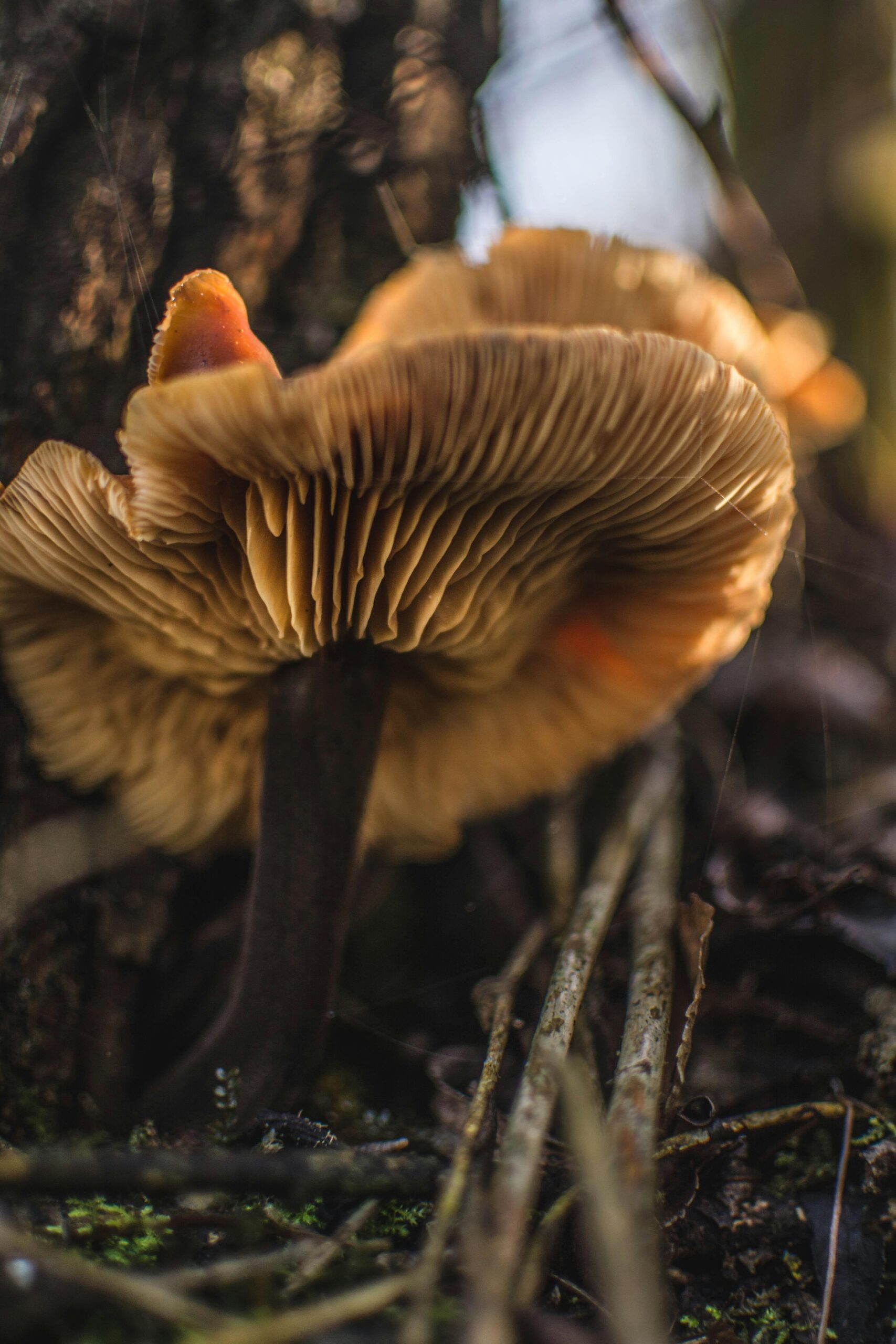 Golden Fungus Spreading in North America - Letterly Journal