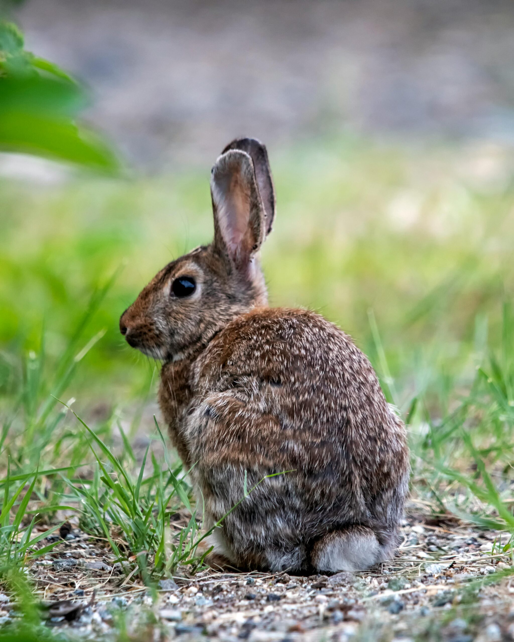 Infected Rabbits Spook Out Residents in Colorado - Letterly Journal