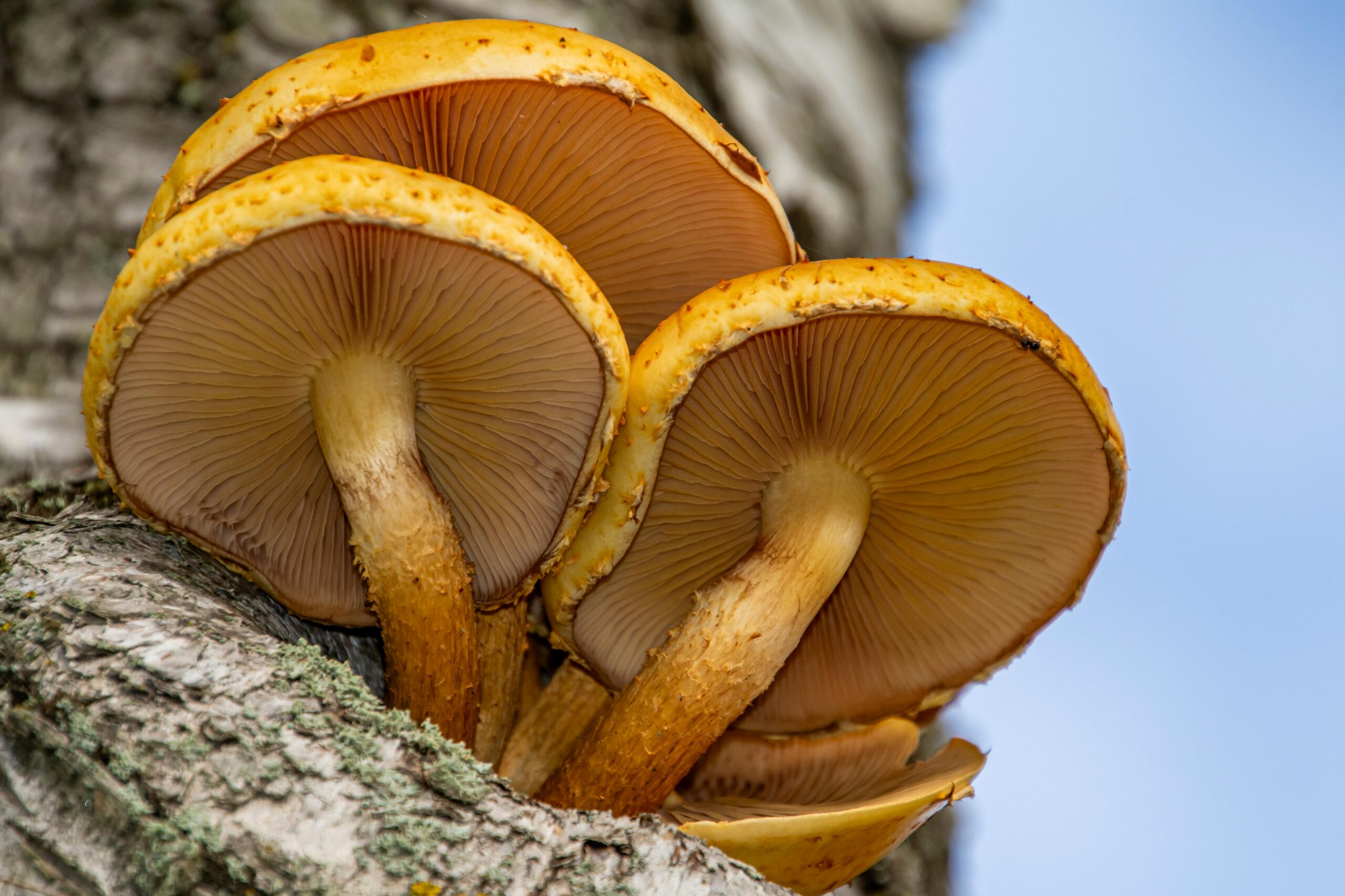 Golden Fungus taking over Forests in North America - Letterly Journal