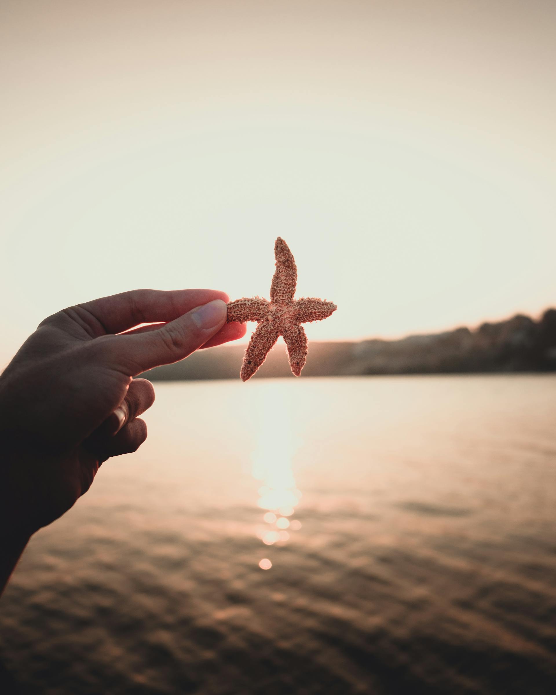Bacteria Kills Hundreds of Starfish - Letterly Journal
