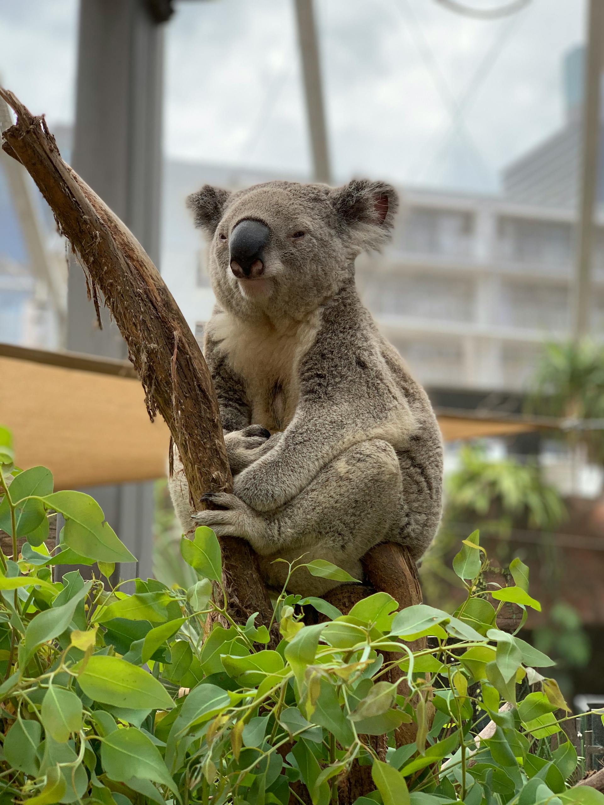Australian Government Introduces Plan for the Great Koala National Park ...